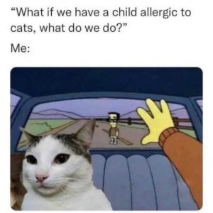 10 geniale Katzen Memes die deinen Tag versüßen