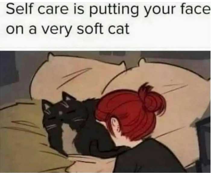10 geniale Katzen Memes die deinen Tag versüßen