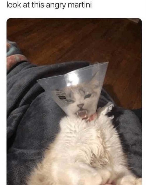 10 geniale Katzen Memes die deinen Tag versüßen