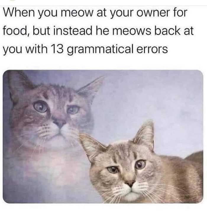10 geniale Katzen Memes die deinen Tag versüßen